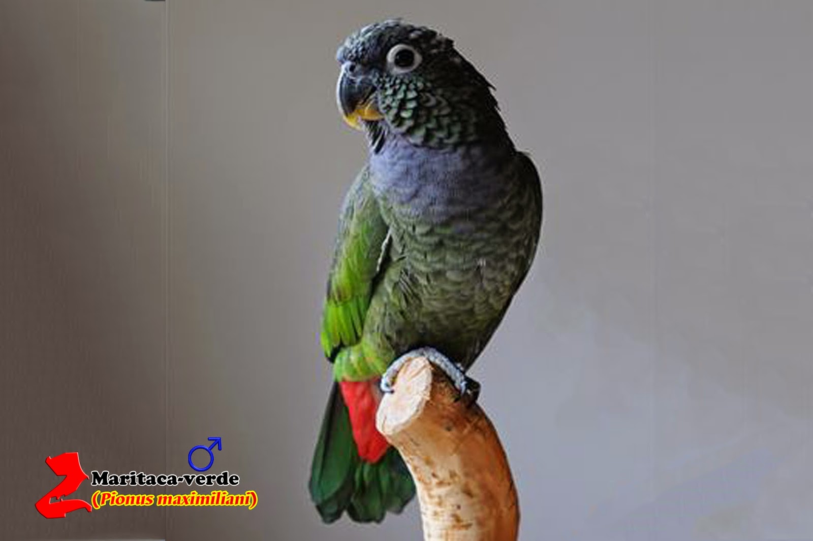 Zoologia: Maritaca-verde (Pionus maximiliani)